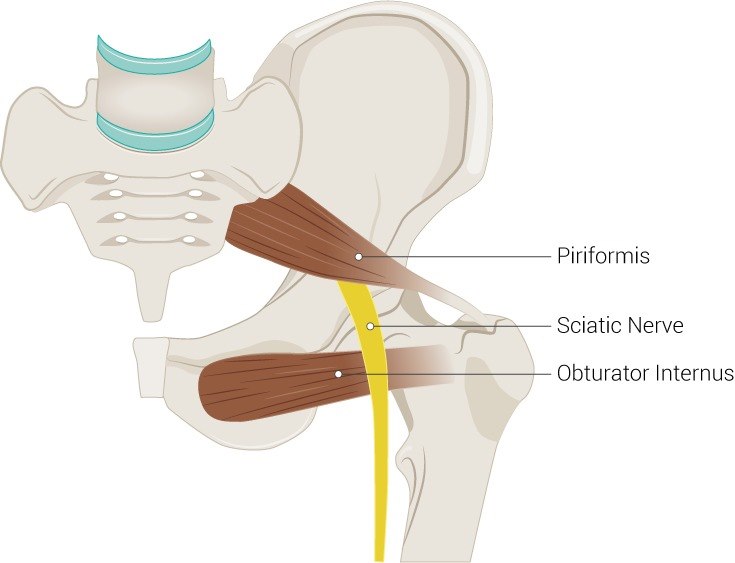 Piriformis Piriformis Syndrome Chiropractor Harmony Chiropractic