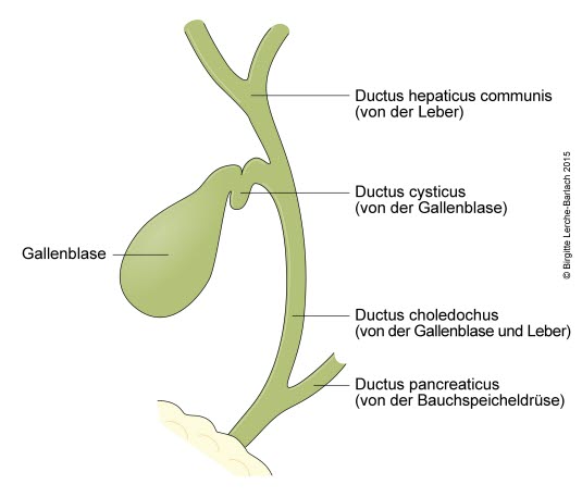 Gallenblasenentzündung (Cholezystitis) - DEXIMED – Deutsche ...